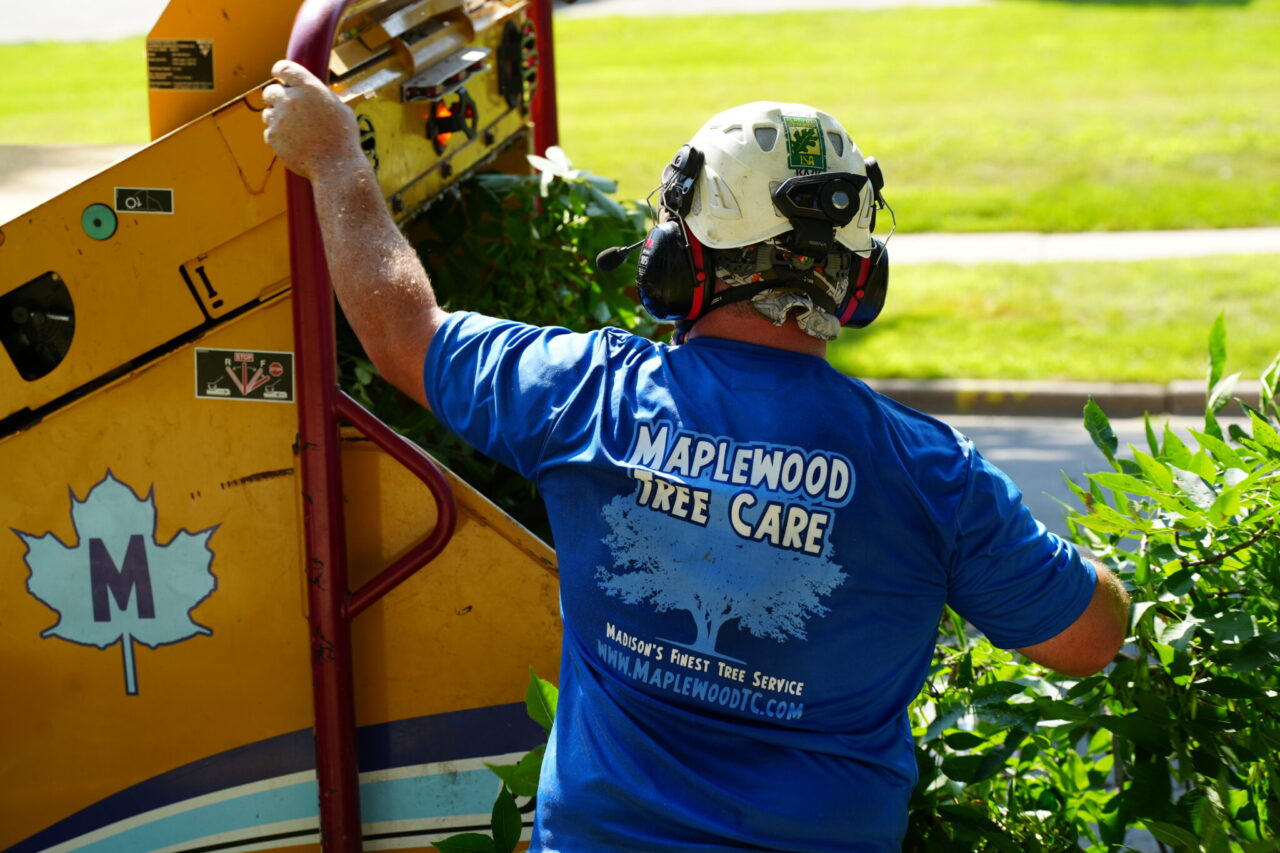 About - Maplewood Tree Care